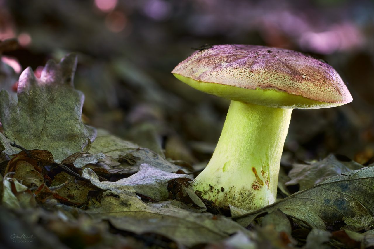 Huby/Mushrooms - AM13photography